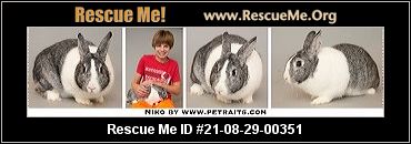- Illinois Rabbit Rescue - ADOPTIONS - Rescue Me!