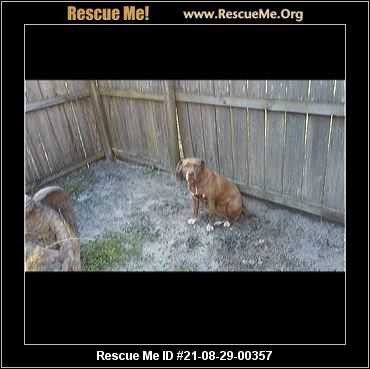 - Florida Dog Rescue - ADOPTIONS - Rescue Me!