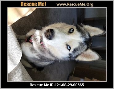 - Michigan Siberian Husky Rescue - ADOPTIONS - Rescue Me!