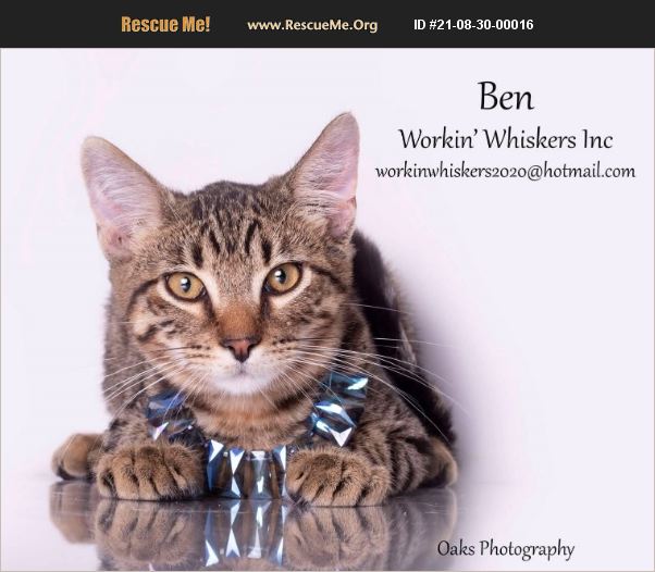 ADOPT 21083000016 ~ Egyptian Mau Rescue ~ HEMET, CA