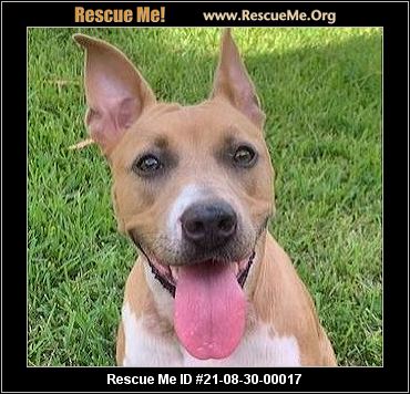 - Florida Dog Rescue - ADOPTIONS - Rescue Me!