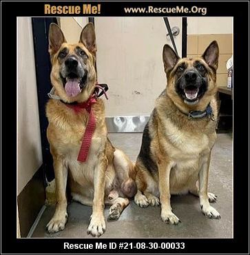 - Florida Dog Rescue - ADOPTIONS - Rescue Me!
