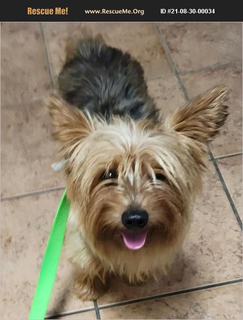 ADOPT 21083000034 ~ Yorkie Rescue ~ Isle of Wight County, VA