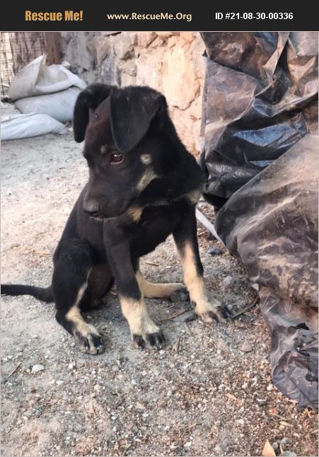 ADOPT 21083000336 ~ German Pinscher Rescue ~ Los Angeles, CA