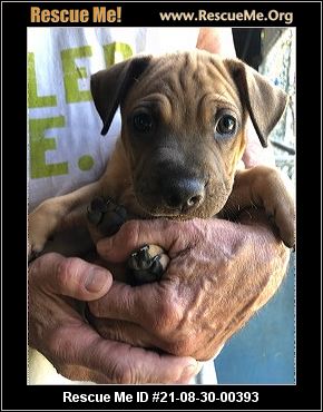 - Indiana German Shepherd Rescue - ADOPTIONS - Rescue Me!