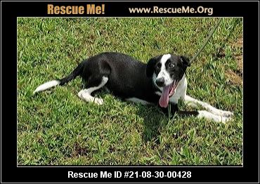 - Florida Border Collie Rescue - ADOPTIONS - Rescue Me!