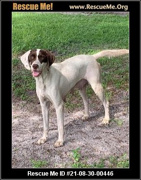 - Florida German Shorthaired Pointer Rescue - ADOPTIONS - Rescue Me!