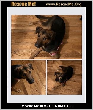 - Arizona Dog Rescue - ADOPTIONS - Rescue Me!