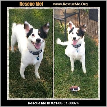 - Michigan Dog Rescue - ADOPTIONS - Rescue Me!