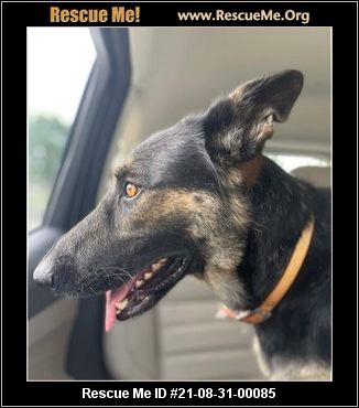 - Pennsylvania German Shepherd Rescue - ADOPTIONS - Rescue Me!