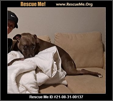 - Florida Dog Rescue - ADOPTIONS - Rescue Me!