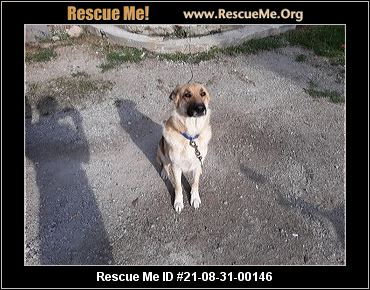 - Indiana German Shepherd Rescue - ADOPTIONS - Rescue Me!