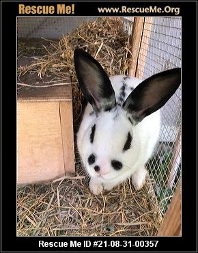 - Illinois Rabbit Rescue - ADOPTIONS - Rescue Me!