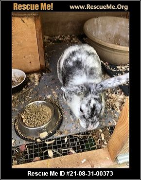 - Illinois Rabbit Rescue - ADOPTIONS - Rescue Me!