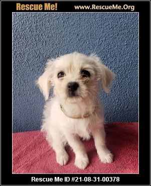 - California Maltese Rescue - ADOPTIONS - Rescue Me!