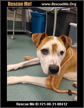 - North Carolina Dog Rescue - ADOPTIONS - Rescue Me!