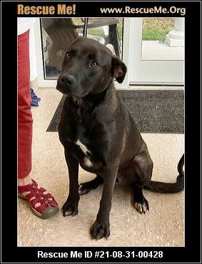 - Virginia Dog Rescue - ADOPTIONS - Rescue Me!