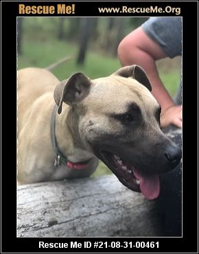 - Florida Dog Rescue - ADOPTIONS - Rescue Me!