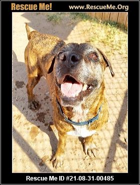 - Arizona Dog Rescue - ADOPTIONS - Rescue Me!