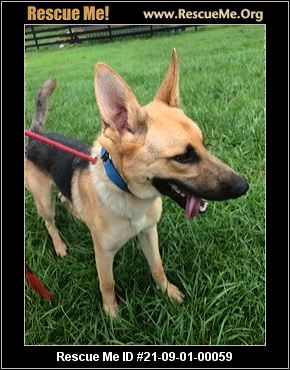 - Virginia Dog Rescue - ADOPTIONS - Rescue Me!