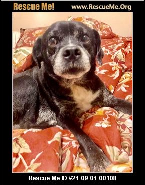 - North Carolina Dog Rescue - ADOPTIONS - Rescue Me!