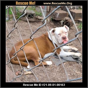 - Alabama Dog Rescue - ADOPTIONS - Rescue Me!