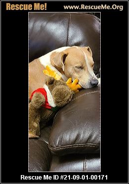 - Alabama Mutt Rescue - ADOPTIONS - Rescue Me!