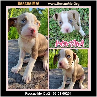 - Mercy Rescue Haven - SC - AVAILABLE PETS