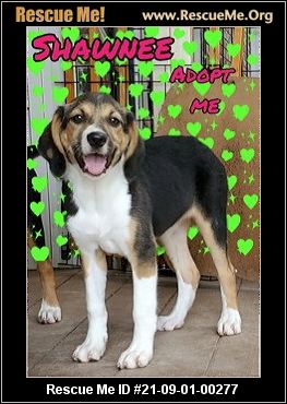 - Oklahoma Beagle Rescue - ADOPTIONS - Rescue Me!