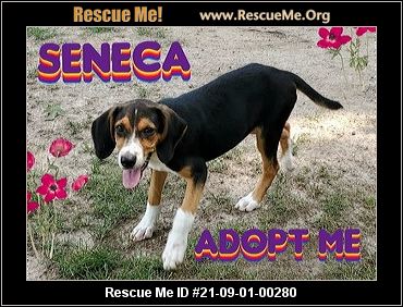 - Oklahoma Beagle Rescue - ADOPTIONS - Rescue Me!