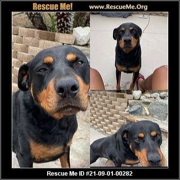 - California Rottweiler Rescue - ADOPTIONS - Rescue Me!
