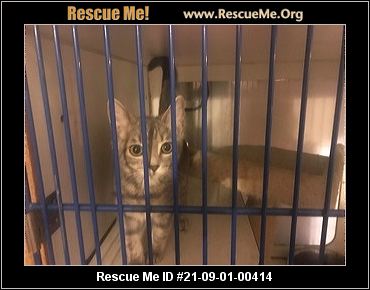 - Tennessee Cat Rescue - ADOPTIONS - Rescue Me!