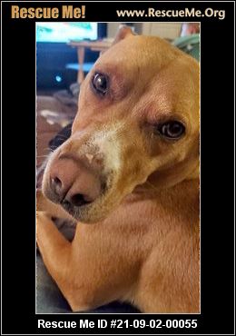 - North Carolina Corgi Rescue - ADOPTIONS - Rescue Me!