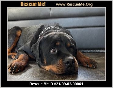 - Rhode Island Dog Rescue - ADOPTIONS - Rescue Me!