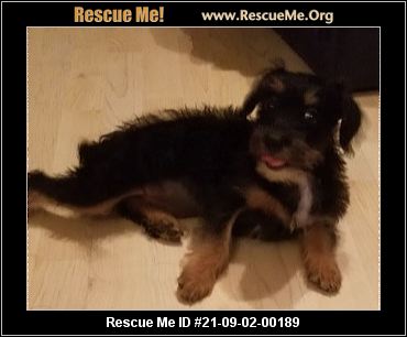 - Texas Mutt Rescue - ADOPTIONS - Rescue Me!