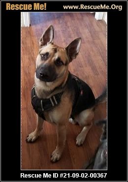 - Texas German Shepherd Rescue - ADOPTIONS - Rescue Me!