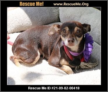 - Texas Mutt Rescue - ADOPTIONS - Rescue Me!
