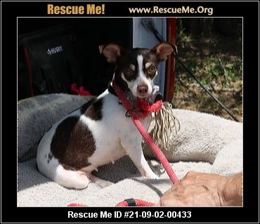 - Texas Mutt Rescue - ADOPTIONS - Rescue Me!