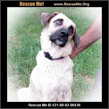 - Indiana German Shepherd Rescue - ADOPTIONS - Rescue Me!