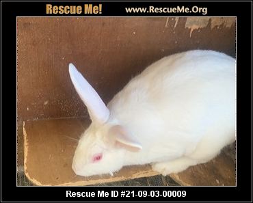 - California Rabbit Rescue - ADOPTIONS - Rescue Me!
