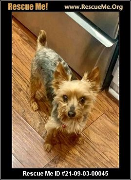 - Florida Yorkie Rescue - ADOPTIONS - Rescue Me!