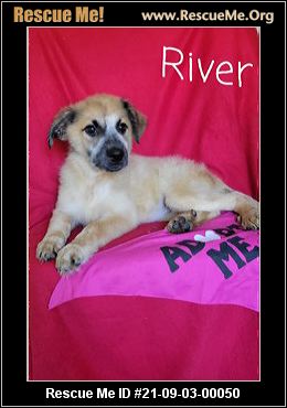 - Delaware Dog Rescue - ADOPTIONS - Rescue Me!