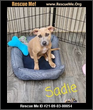 - Delaware Dog Rescue - ADOPTIONS - Rescue Me!