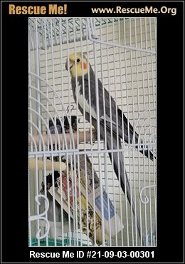 - Pennsylvania Pet Bird Rescue - ADOPTIONS - Rescue Me!