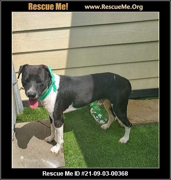 - Texas Mutt Rescue - ADOPTIONS - Rescue Me!