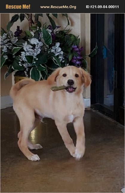 ADOPT 21090400011 ~ Golden Retriever Rescue ~ Mesa, AZ