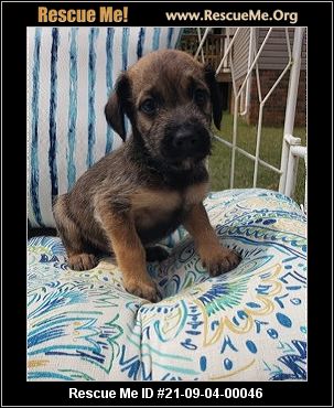 - Alabama Boxer Rescue - ADOPTIONS - Rescue Me!