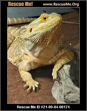 - Washington Reptile/Amphibian Rescue - ADOPTIONS - Rescue Me!