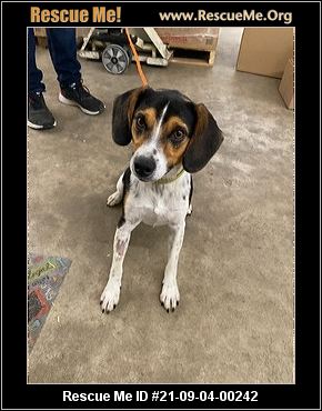 - Oklahoma Beagle Rescue - ADOPTIONS - Rescue Me!