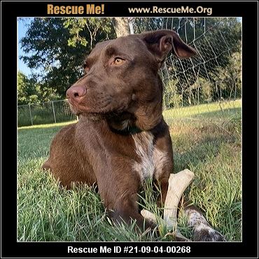 - Texas Mutt Rescue - ADOPTIONS - Rescue Me!